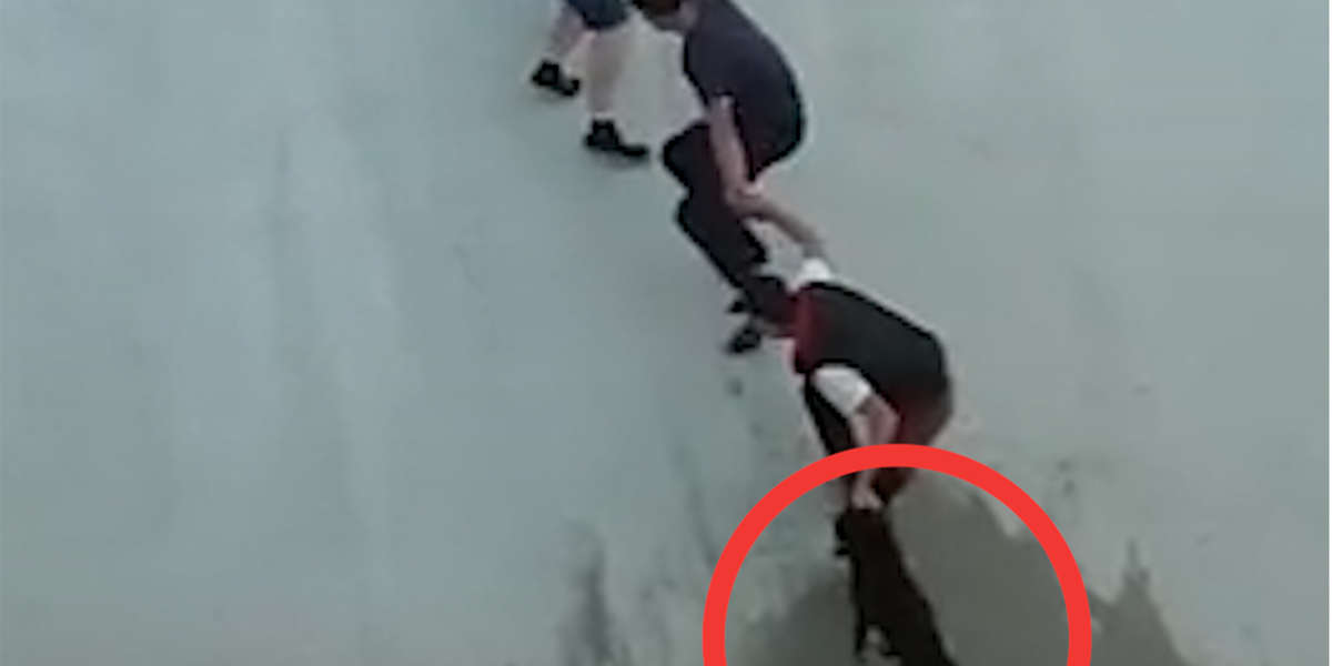 People Form Human Chain To Rescue Dog From Canal - Videos - The Dodo