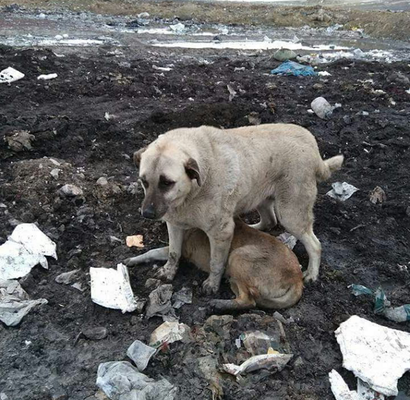 Stray Dog Rescued From Turkish Garbage Dump Has The Best Life Now - The ...