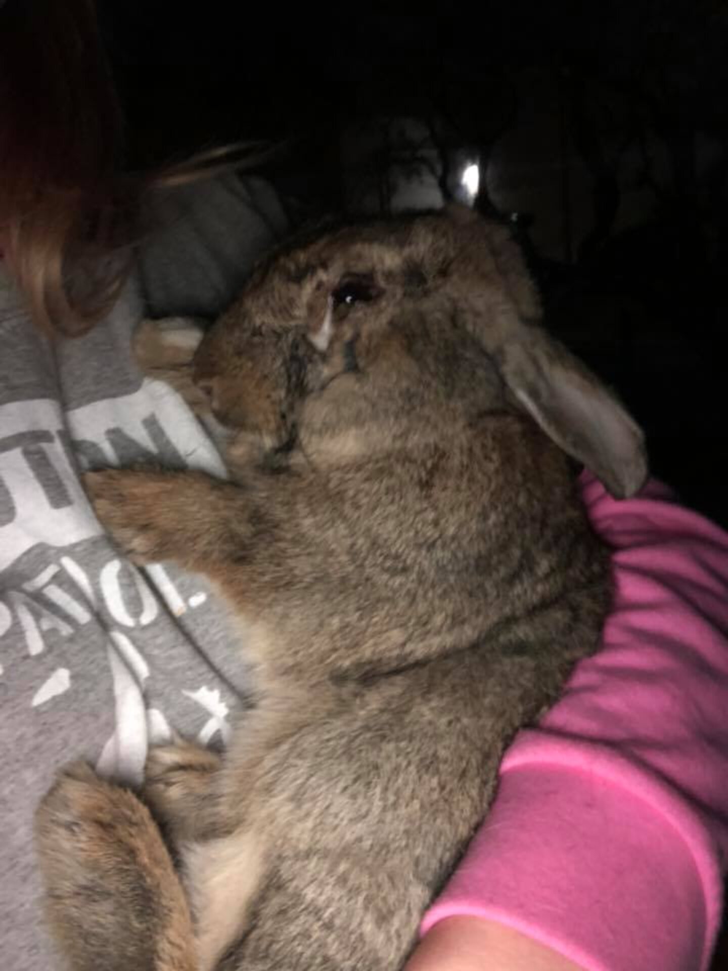 Dozens Of Domestic Rabbits Found Poisoned In Las Vegas - The Dodo