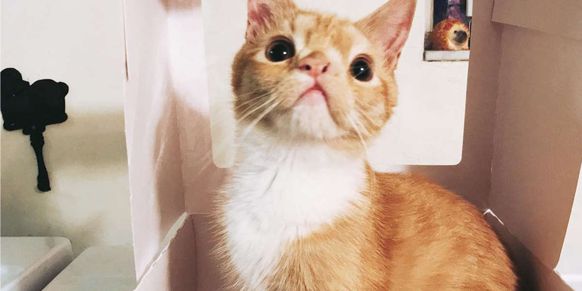 Kitten With The Cutest Smushed Face Loves Her New Moms - Videos - The Dodo