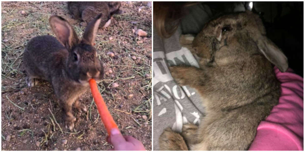 Dozens Of Domestic Rabbits Found Poisoned In Las Vegas - The Dodo