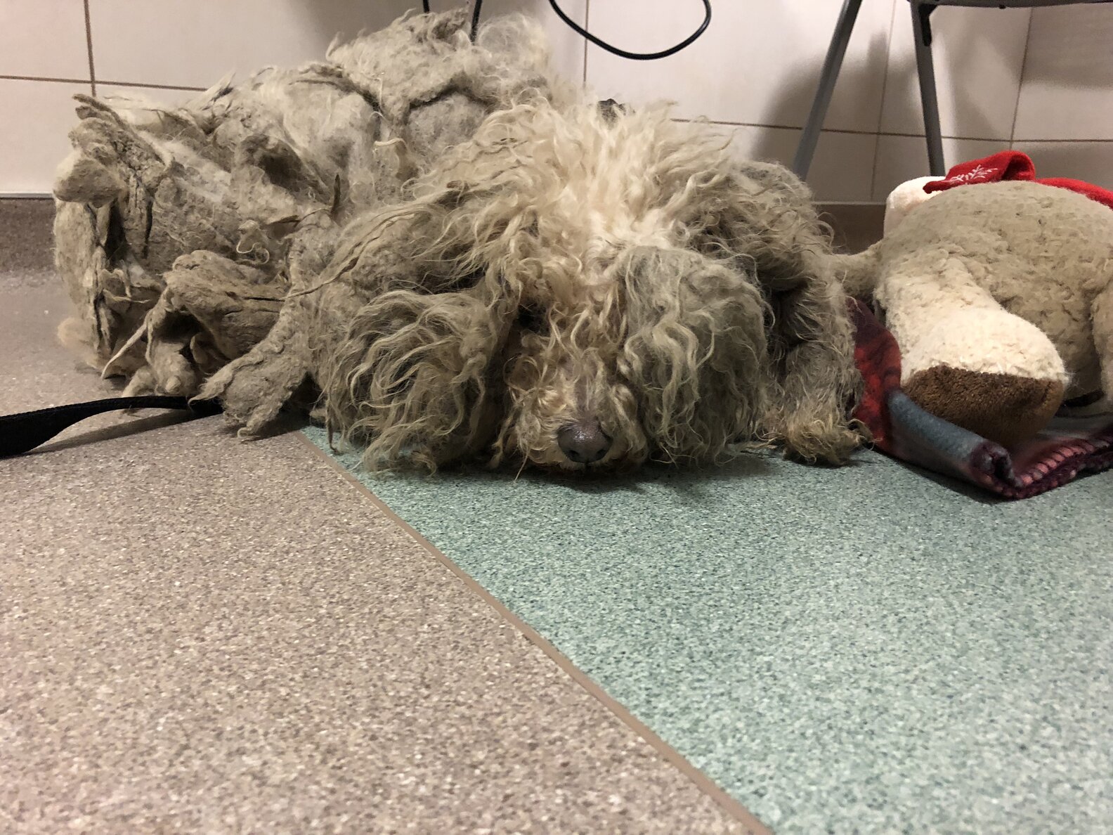 Neglected Dog Loses Pounds Of Matted Fur When Rescuers Shave Him - The Dodo