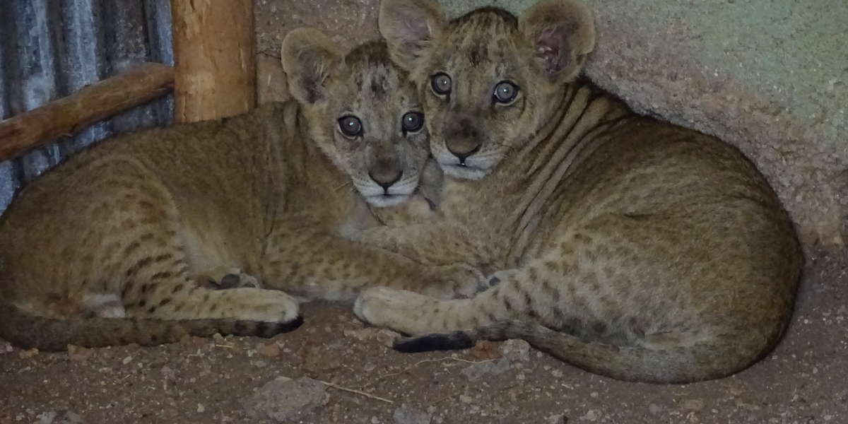 These Orphan Lion Cubs Were Nearly Sold As Exotic Pets - The Dodo