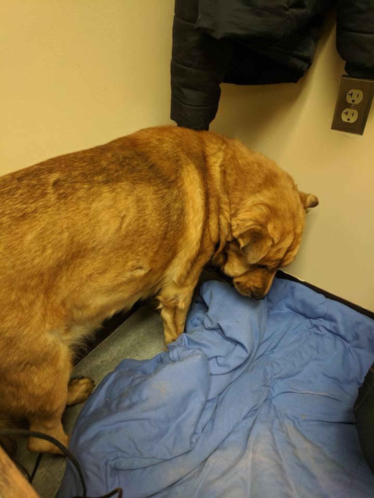 Detroit's Saddest Dog Has Finally Found A Home - The Dodo