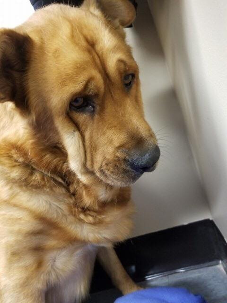 Detroit's Saddest Dog Has Finally Found A Home - The Dodo