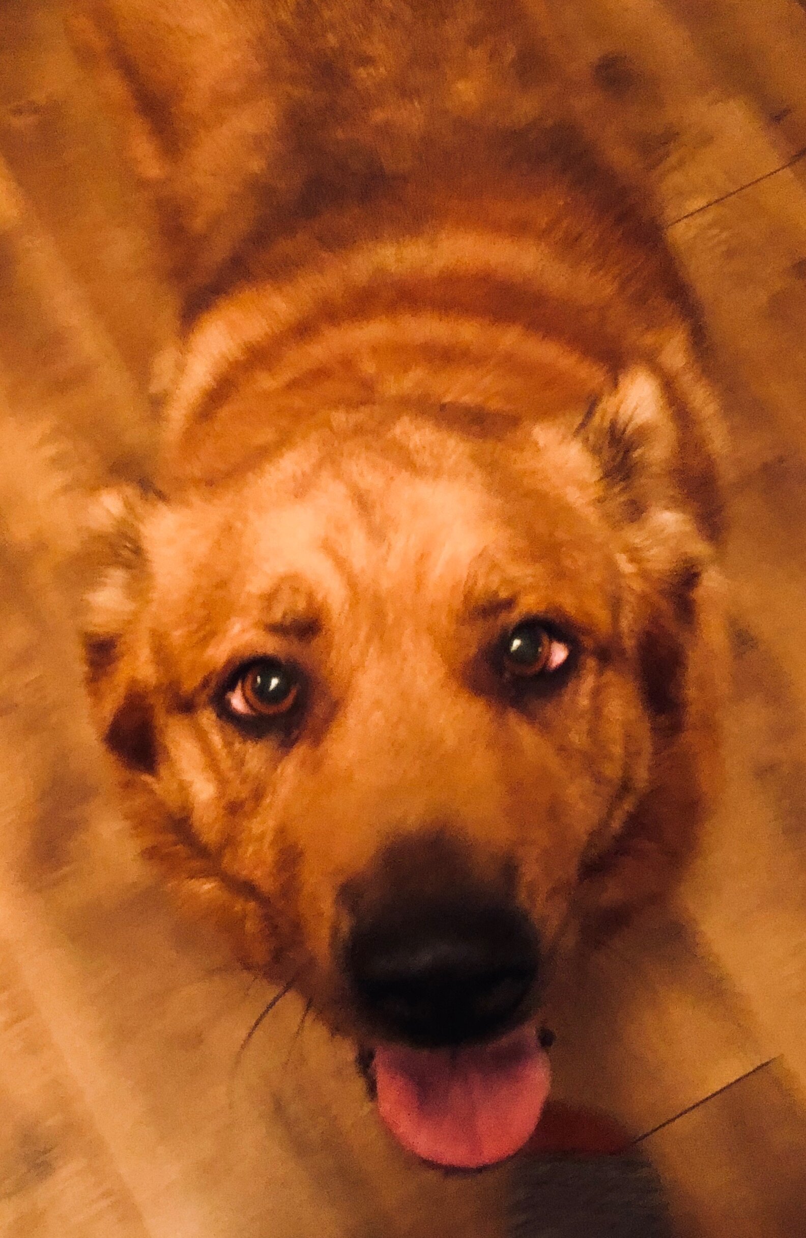 Detroit's Saddest Dog Has Finally Found A Home - The Dodo