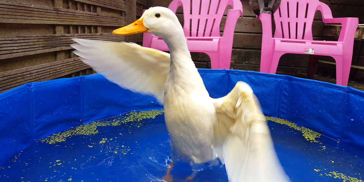 Woman Rescues Sick Duck From Canal - Videos - The Dodo