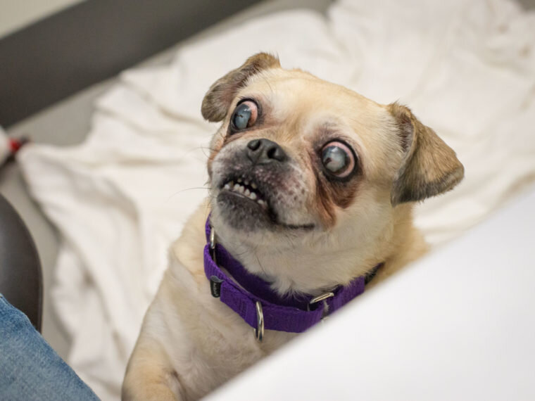 This Senior Pug Is Blind, Deaf, Overweight And Looking For A Home - The ...