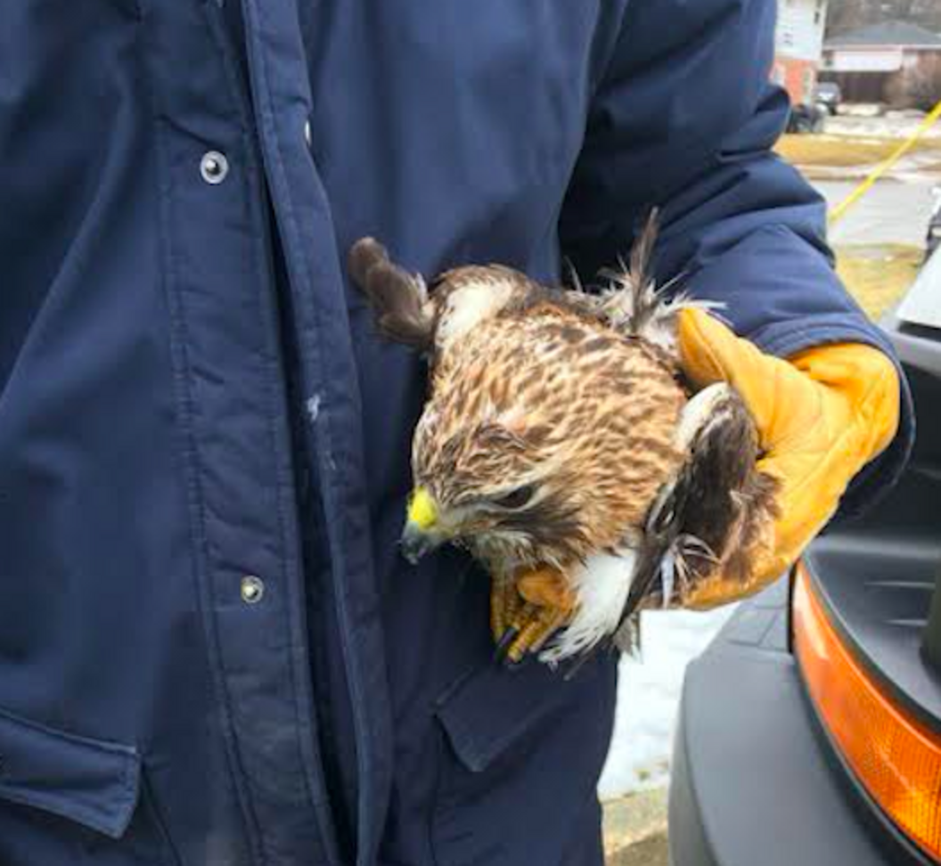 Red Tailed Hawk Rescued From Grille Of Speeding Truck - The Dodo