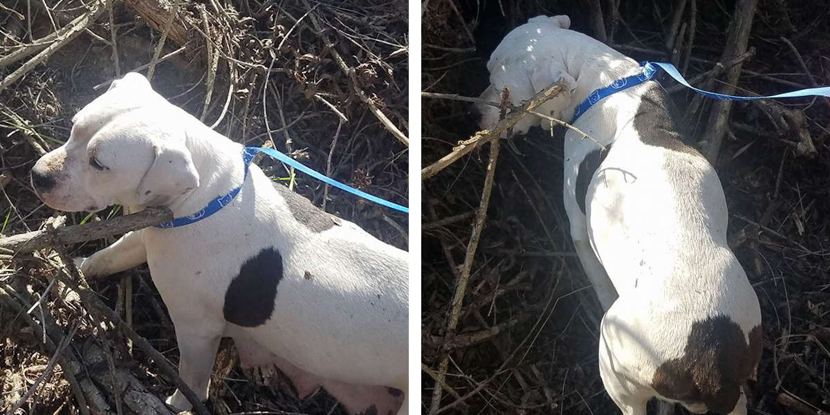 Pit Bull Leads Rescuers To Hidden Puppies On Roadside In California ...
