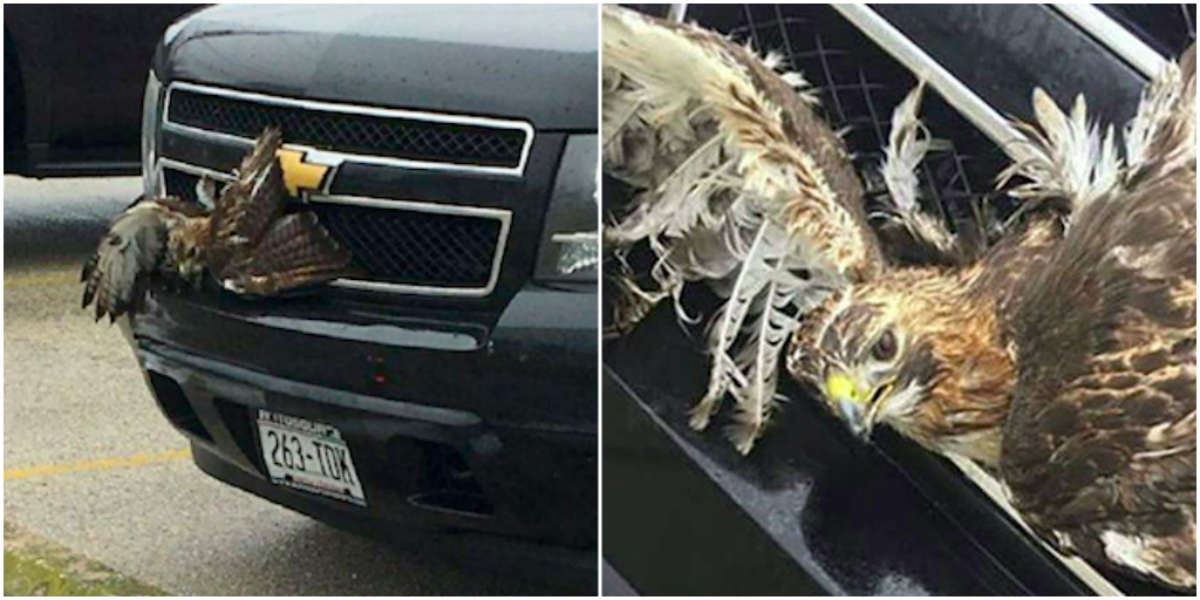 Red Tailed Hawk Rescued From Grille Of Speeding Truck - The Dodo