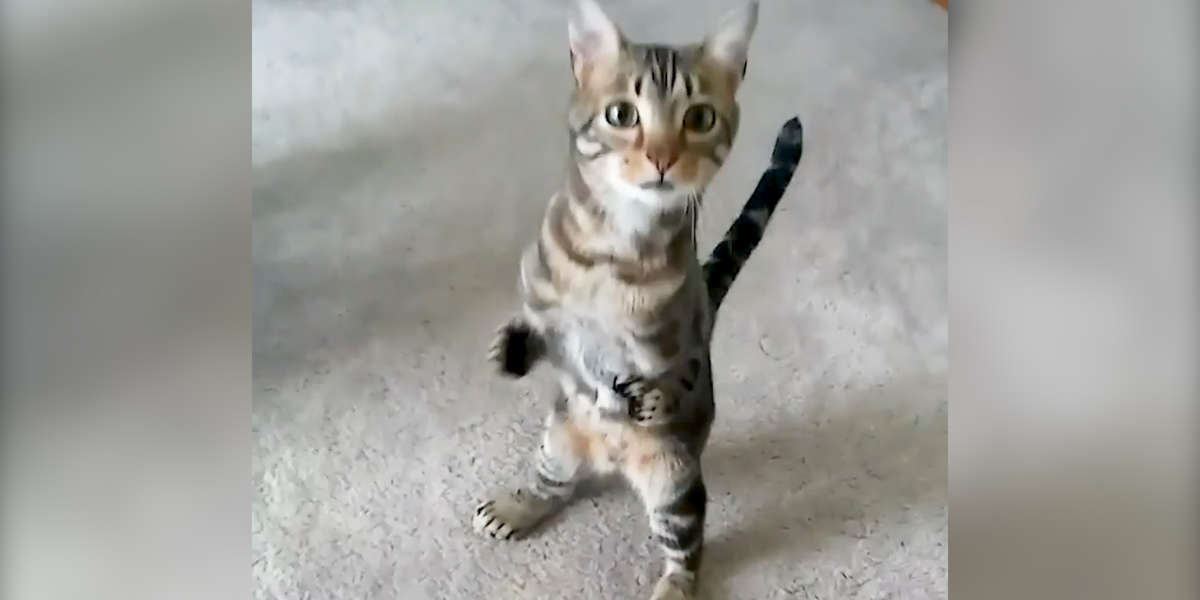 Cat With Deformed Front Legs Never Lets That Hold Him Back - Videos ...
