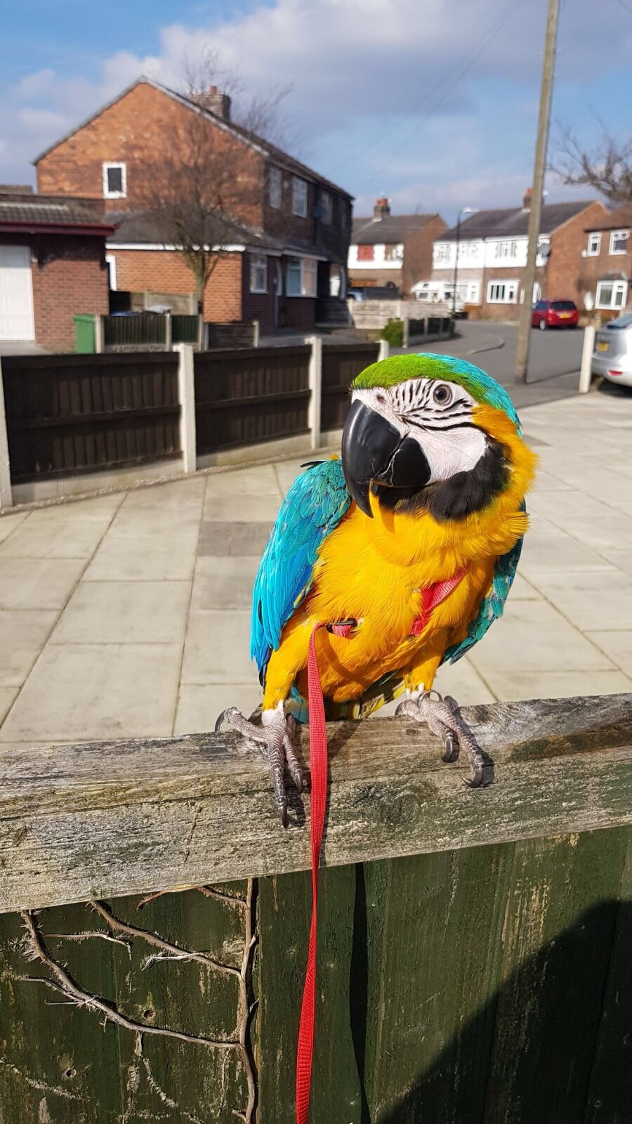 Lost Parrot Tries To Hide In Tree And Gets Very Stuck - The Dodo