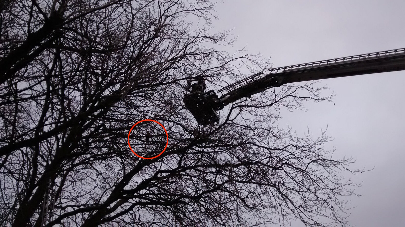 Lost Parrot Tries To Hide In Tree And Gets Very Stuck - The Dodo