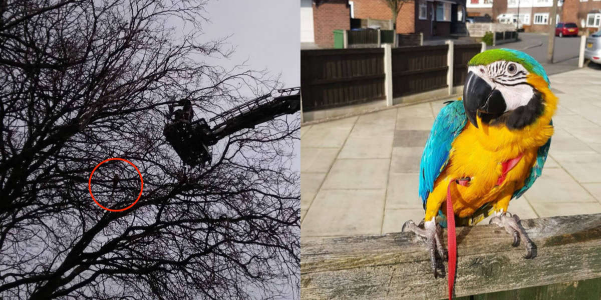 Lost Parrot Tries To Hide In Tree And Gets Very Stuck - The Dodo