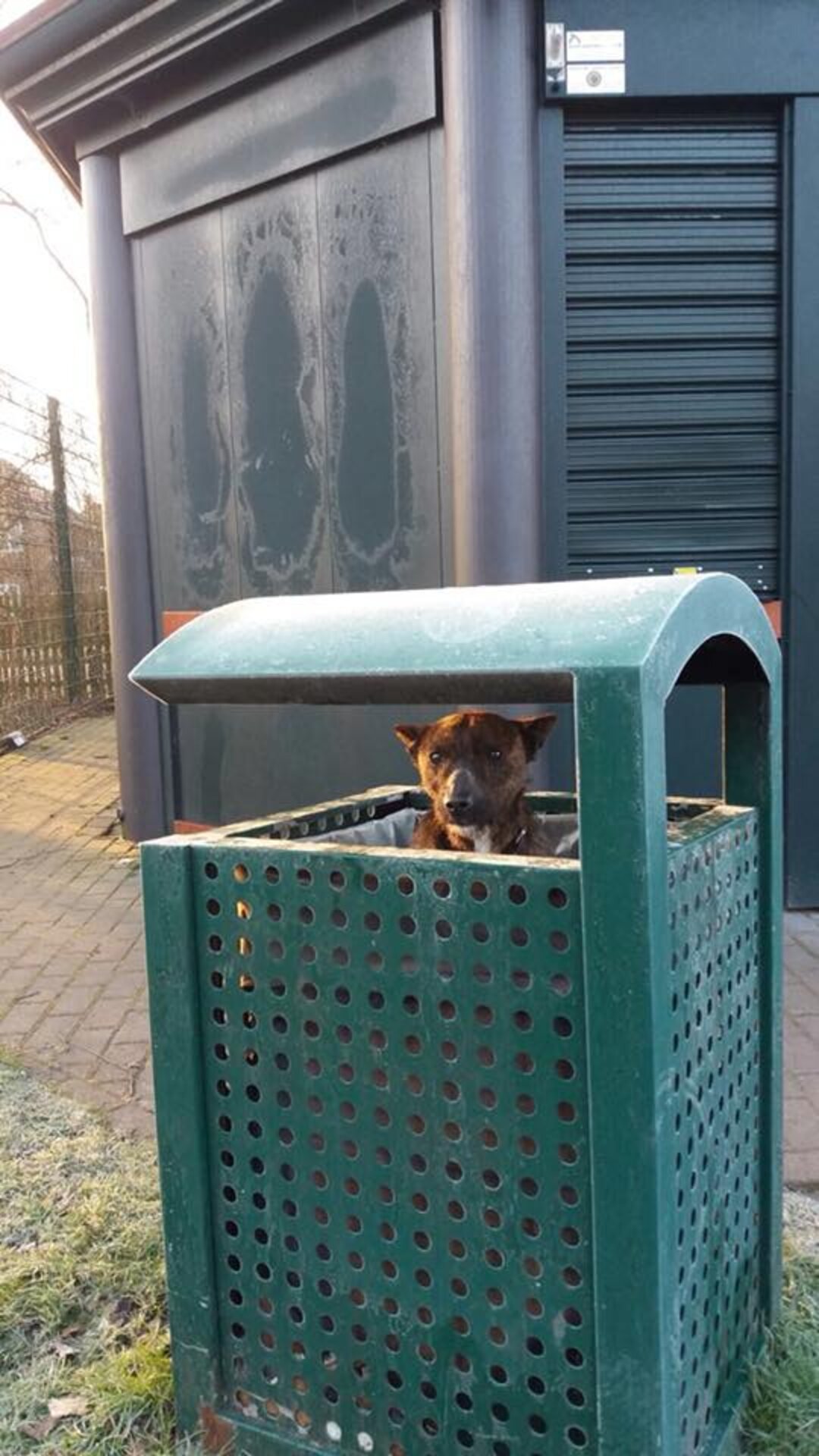 Sad Stray Dog Found Living Inside A Trash Can - The Dodo