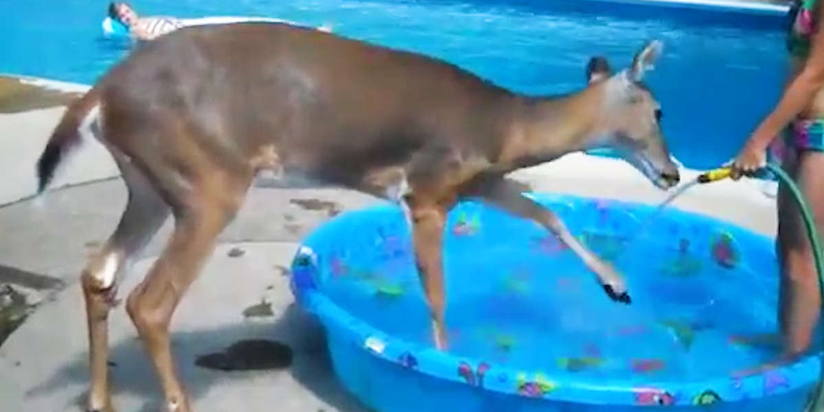 Sweetest Rescued Deer Helps Her Mom Overcome Cancer - Videos - The Dodo