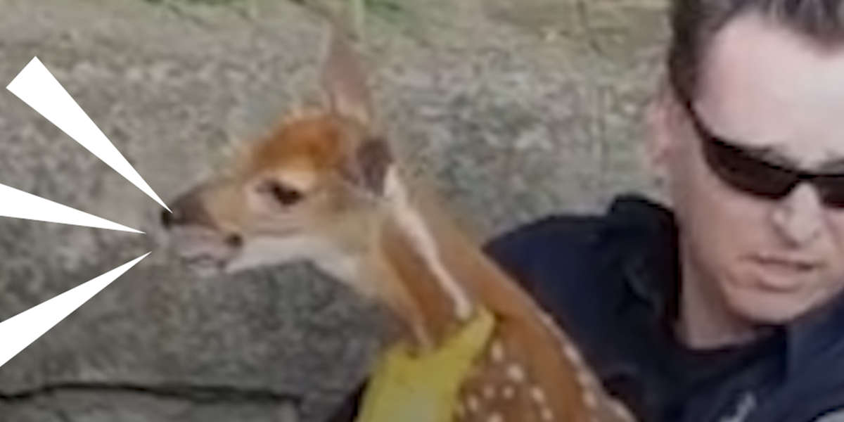 Crying Fawn Reunited With His Mom - Videos - The Dodo