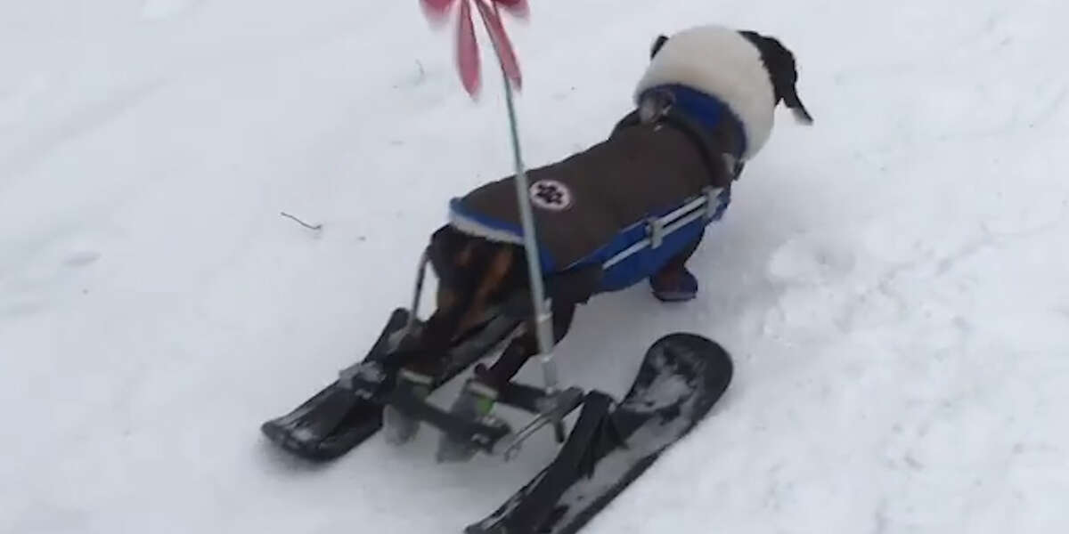 Disabled Dachshund Loves To Ski - Videos - The Dodo