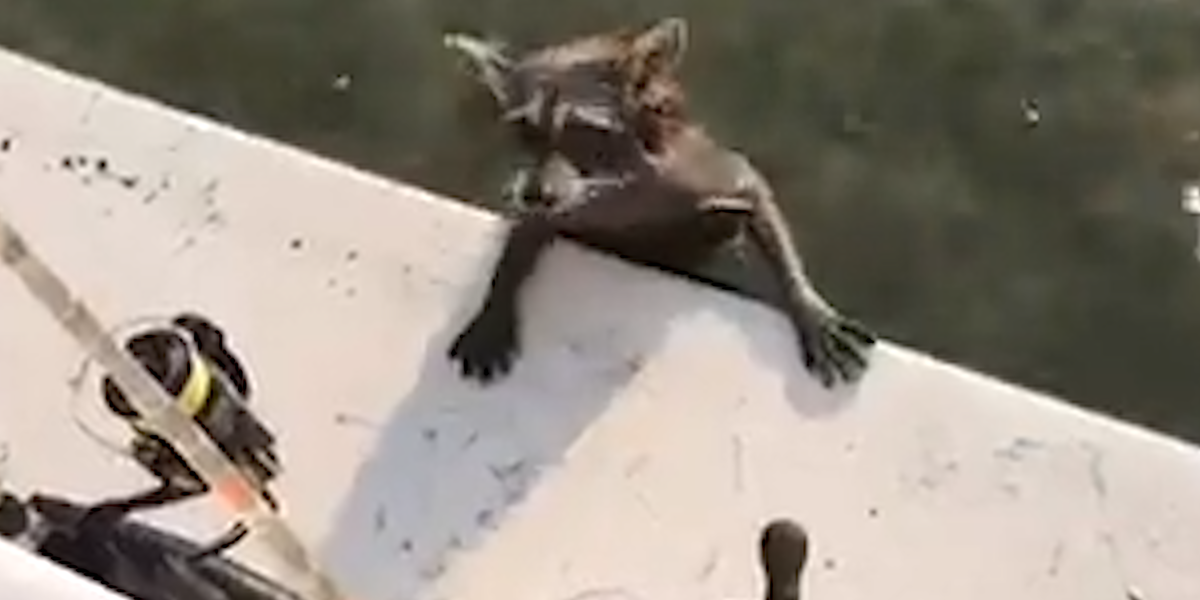 3 Animals Stuck In The Middle Of Sea - Videos - The Dodo