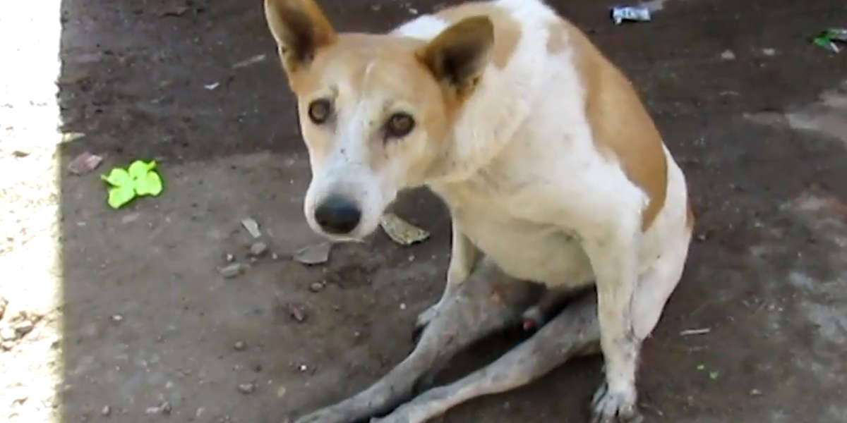 Stray Dog Hit By Car Is So Happy To Run Again - Videos - The Dodo