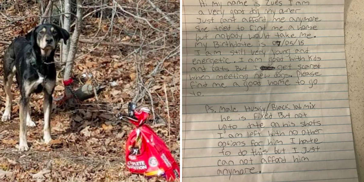 Dog Tied To Tree With Saddest Note On His Collar Finds A Loving Home ...