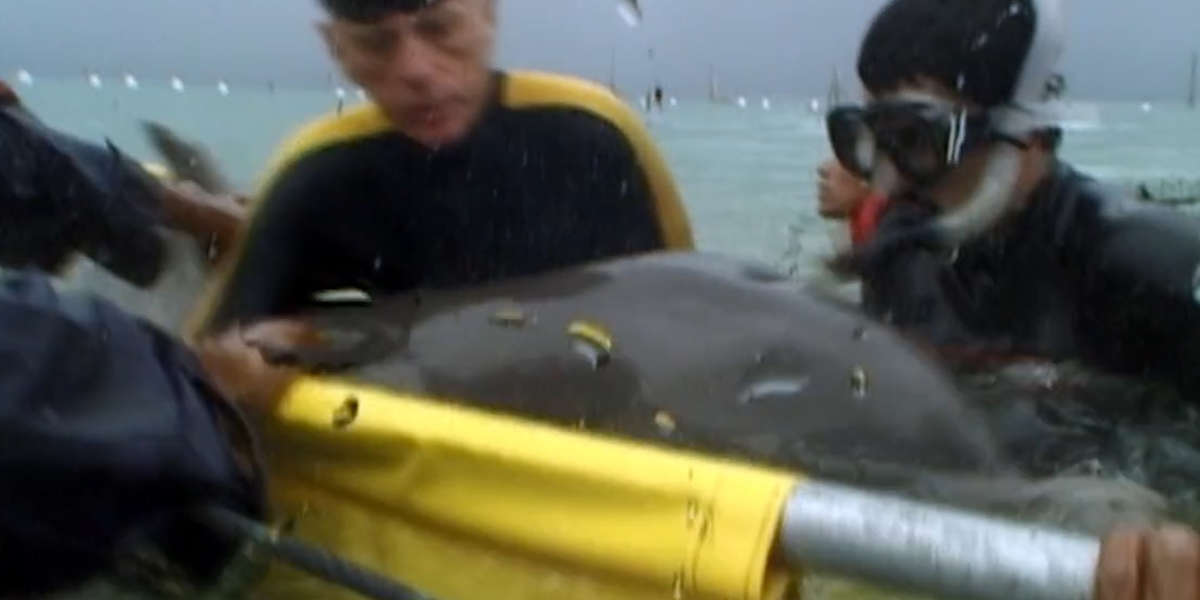 Man Has Change Of Heart And Devotes His Life To Saving Dolphins ...