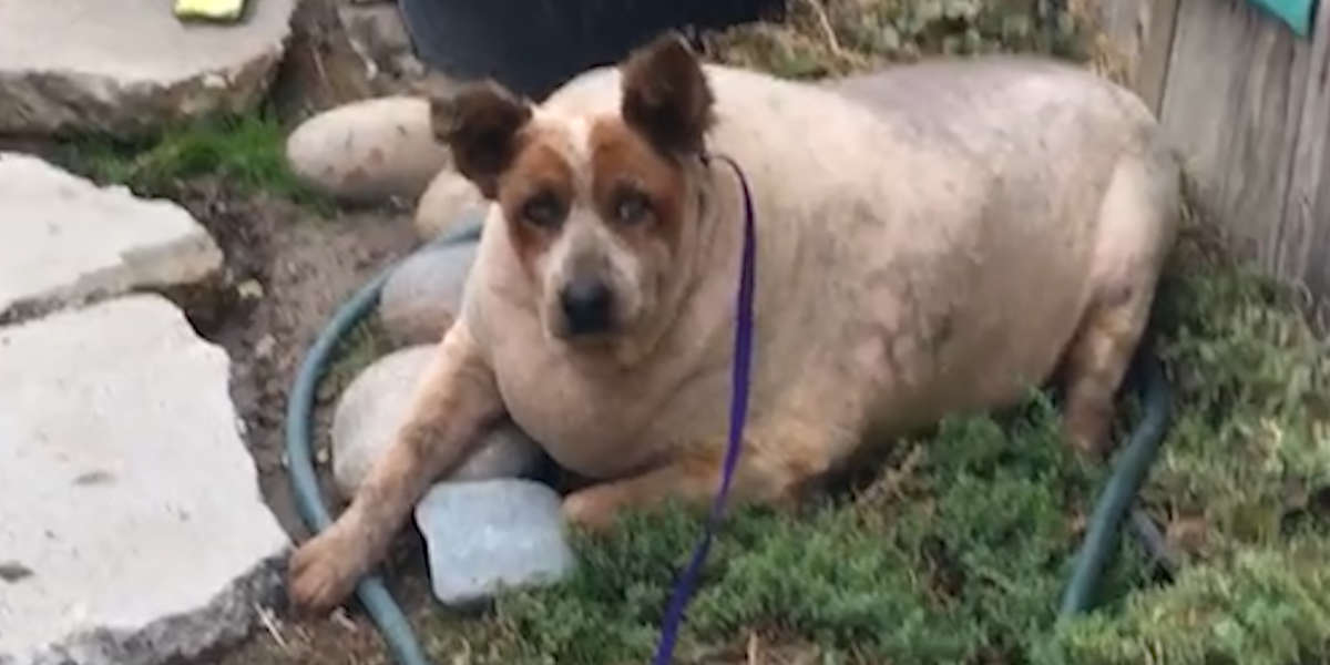 Overweight Dog Finally Knows What It's Like To Feel Loved - Videos ...