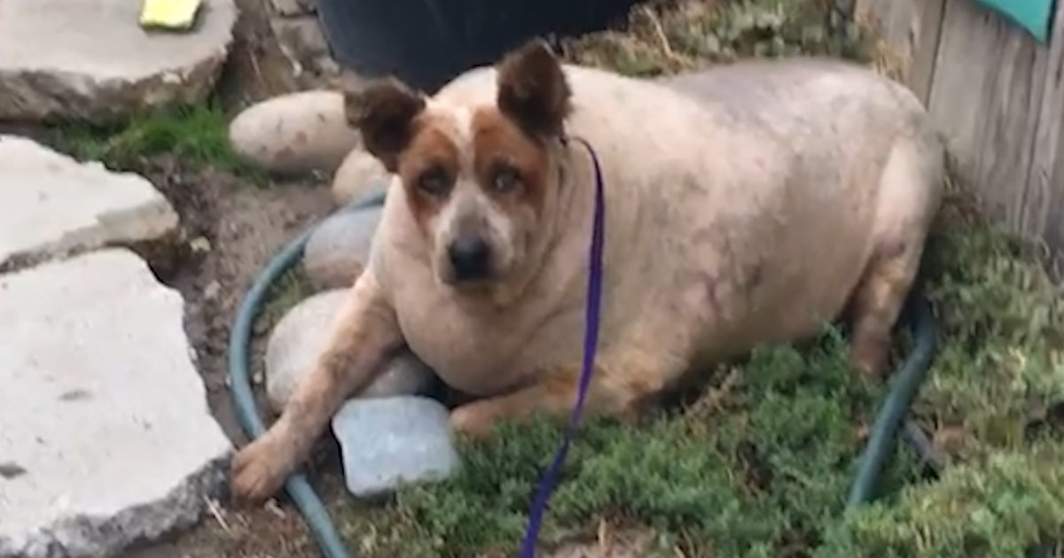 Overweight Dog Finally Knows What It's Like To Feel Loved - Videos ...