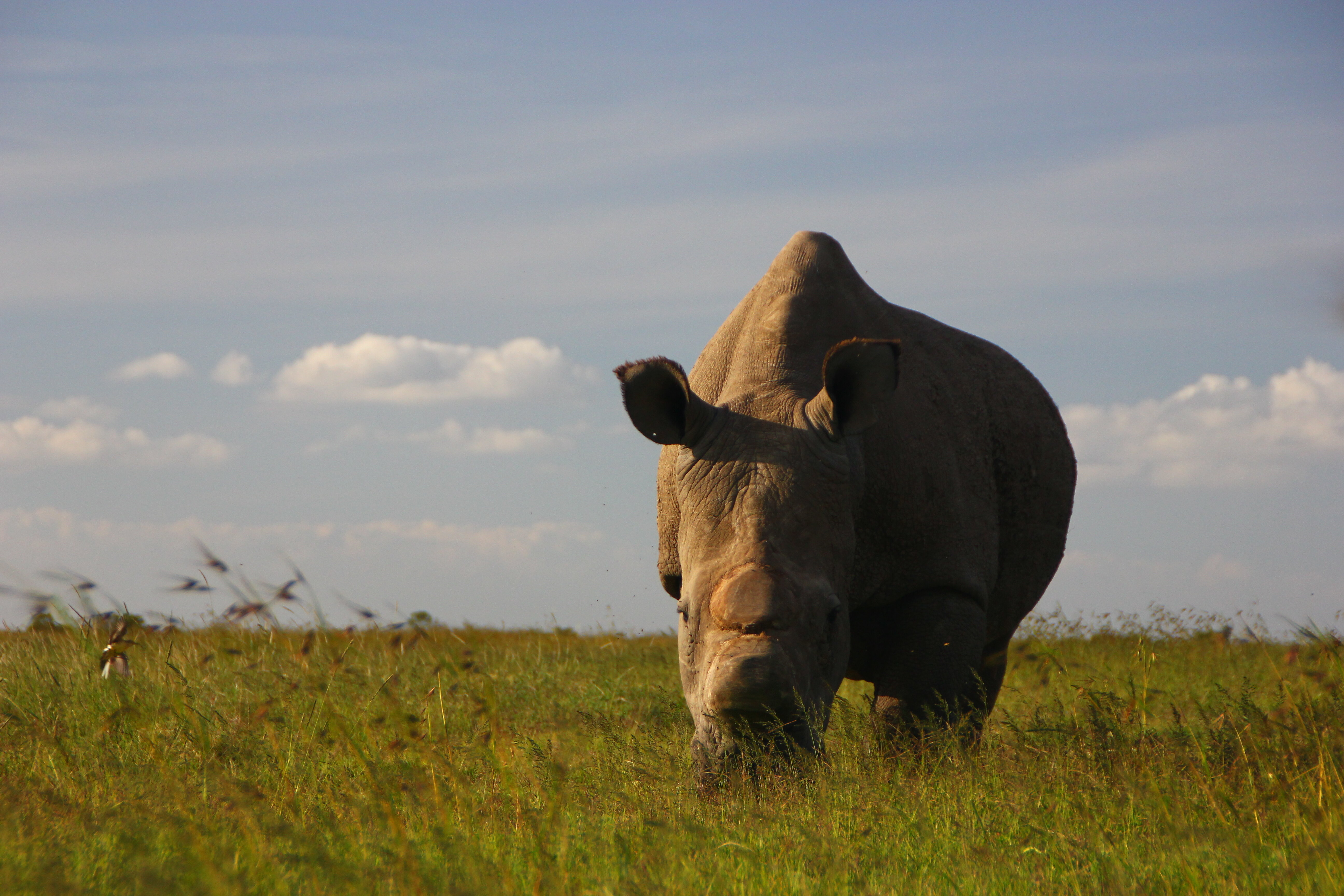 The Last Male Northern White Rhino On Earth Is Very Sick - The Dodo