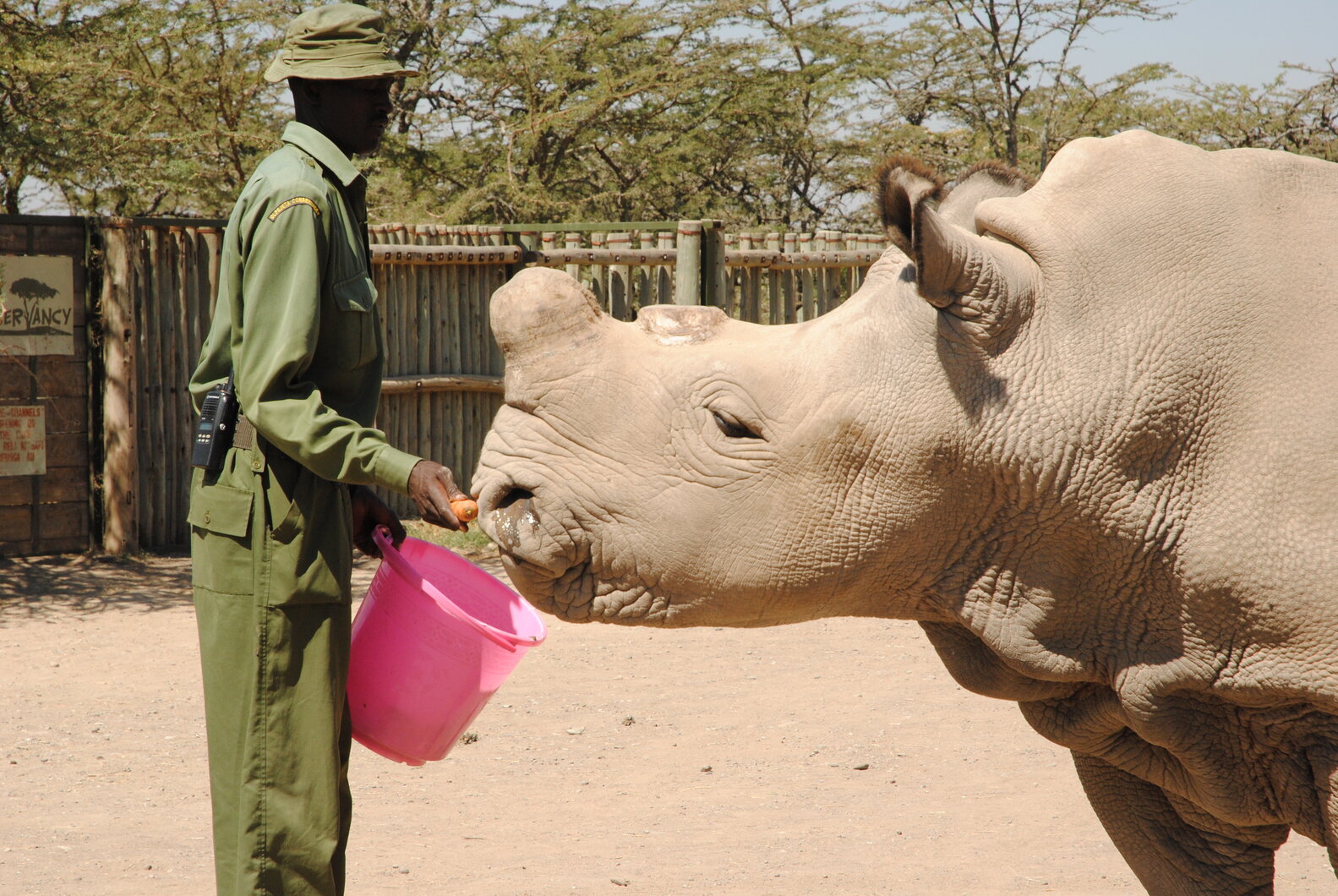 The Last Male Northern White Rhino On Earth Is Very Sick - The Dodo