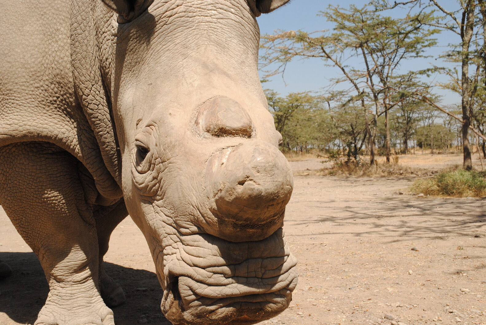 The Last Male Northern White Rhino On Earth Is Very Sick - The Dodo