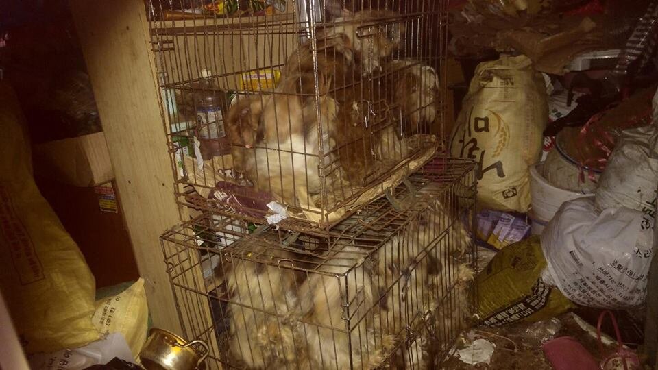 96 Dogs Were Saved From Puppy Mill In South Korea - The Dodo