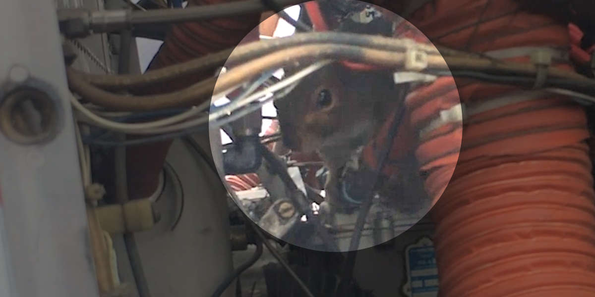 Squirrel Decides She Wants To Live Inside This Airplane Now - Videos ...
