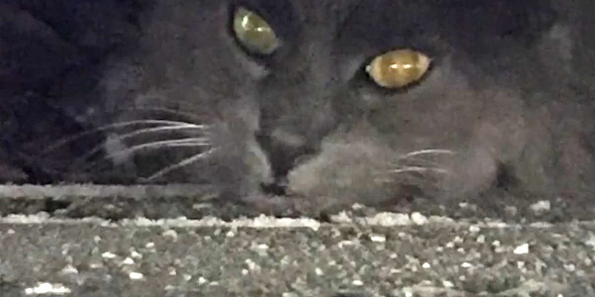 Rescuers Break Through Wall To Rescue Trapped Cat - Videos - The Dodo