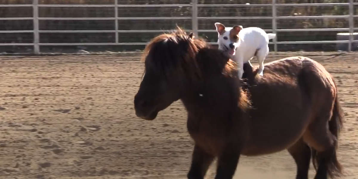 This Dog Rides Her Mini Horse Everywhere - Videos - The Dodo