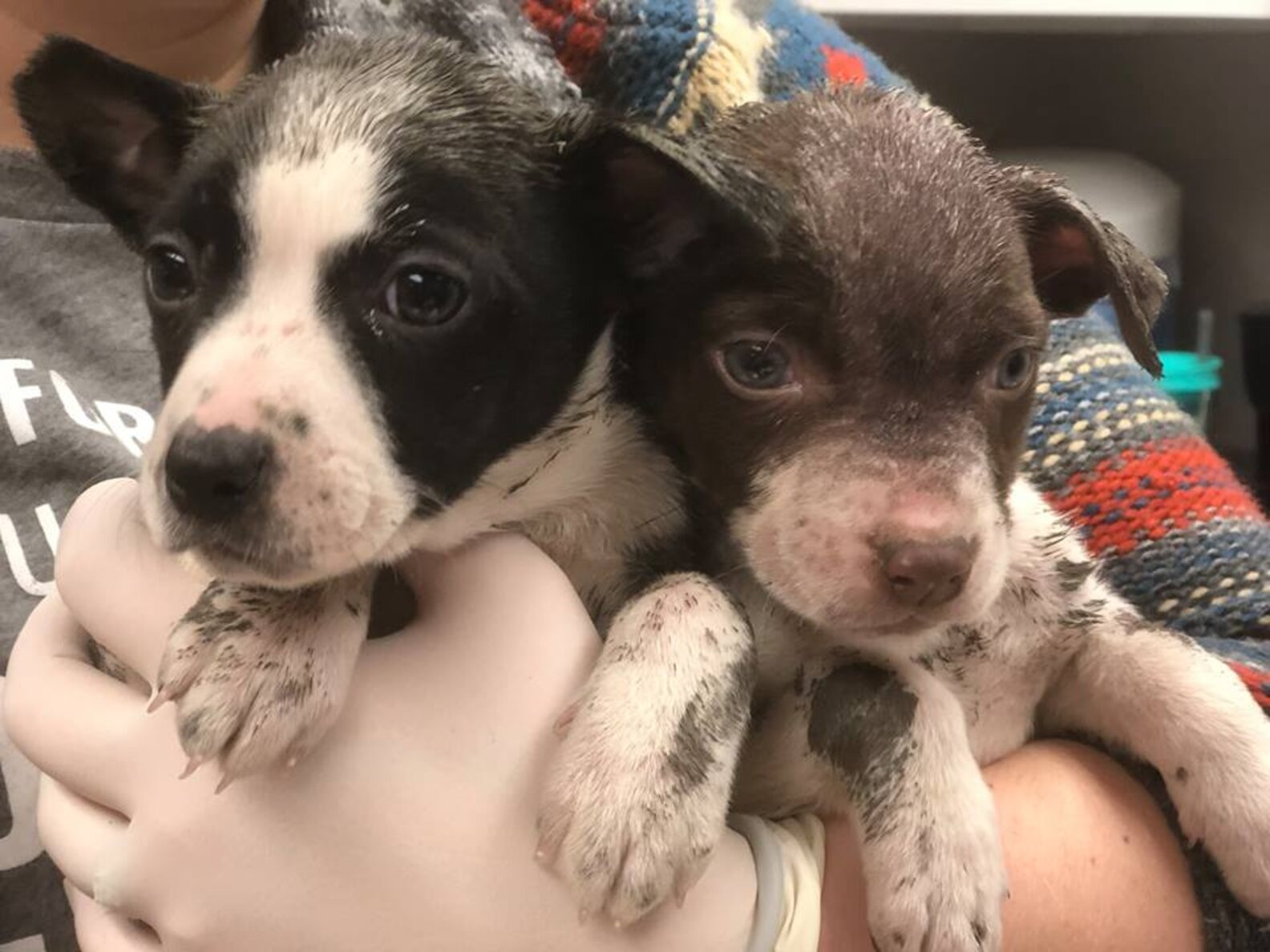 Puppies Covered In Latex Paint Get The Sweetest Makeover - The Dodo