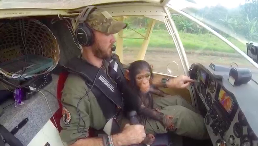 Pilot Flies Rescued Baby Chimpanzee To Primate Sanctuary In Congo - The ...