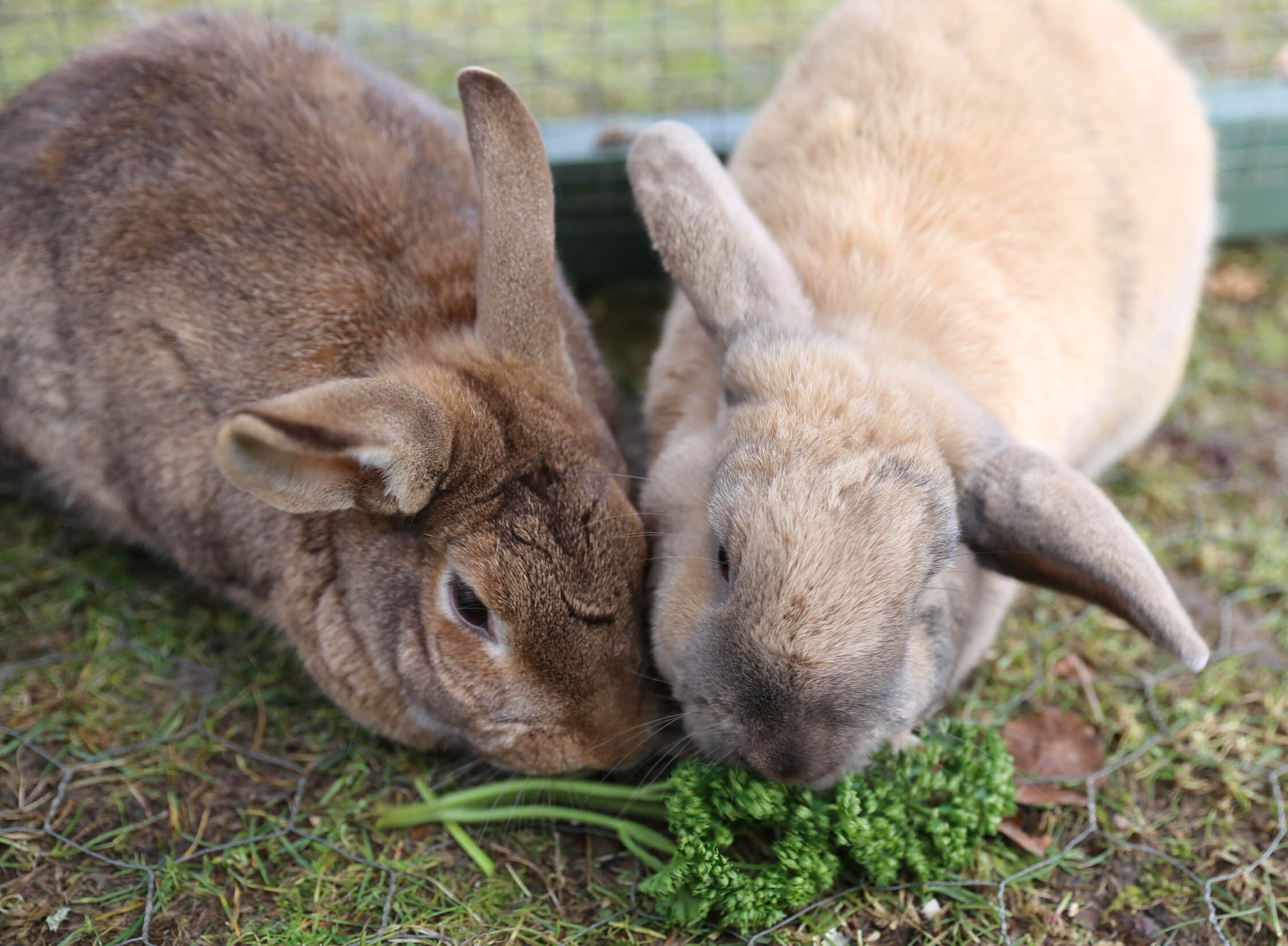 Bunny Couple Have Been Waiting Years For A Forever Home - The Dodo