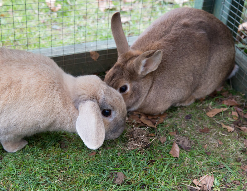 Bunny Couple Have Been Waiting Years For A Forever Home - The Dodo