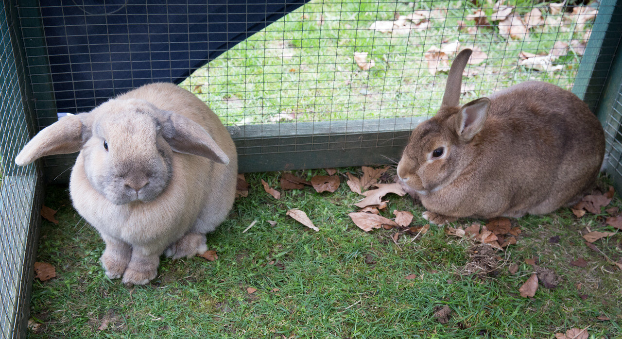 Bunny Couple Have Been Waiting Years For A Forever Home - The Dodo