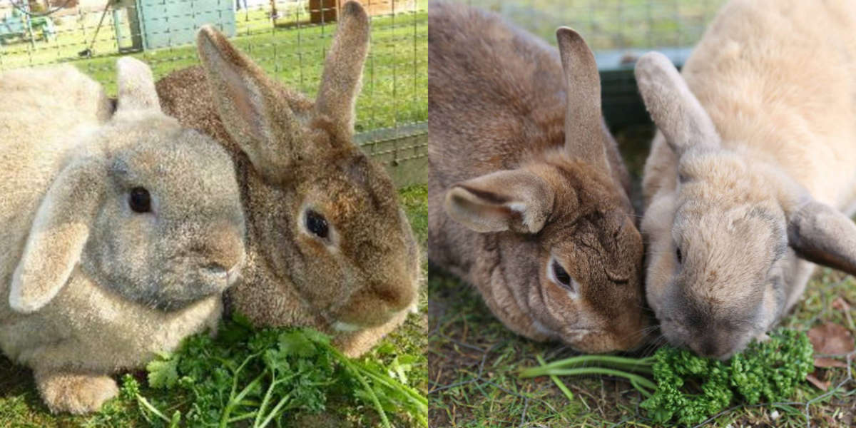 Bunny Couple Have Been Waiting Years For A Forever Home - The Dodo