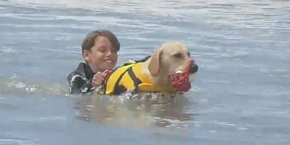 Dog Loves To Help Kids Learn How To Swim - Videos - The Dodo