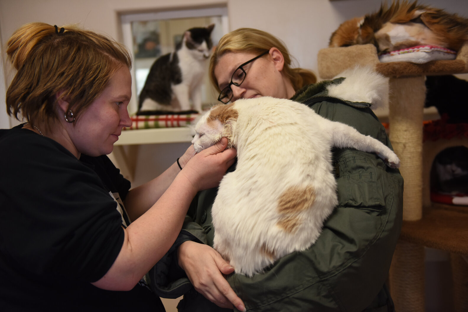 Senior Cat Missing Ears And Tail Finds Perfect Family To Adopt Him ...