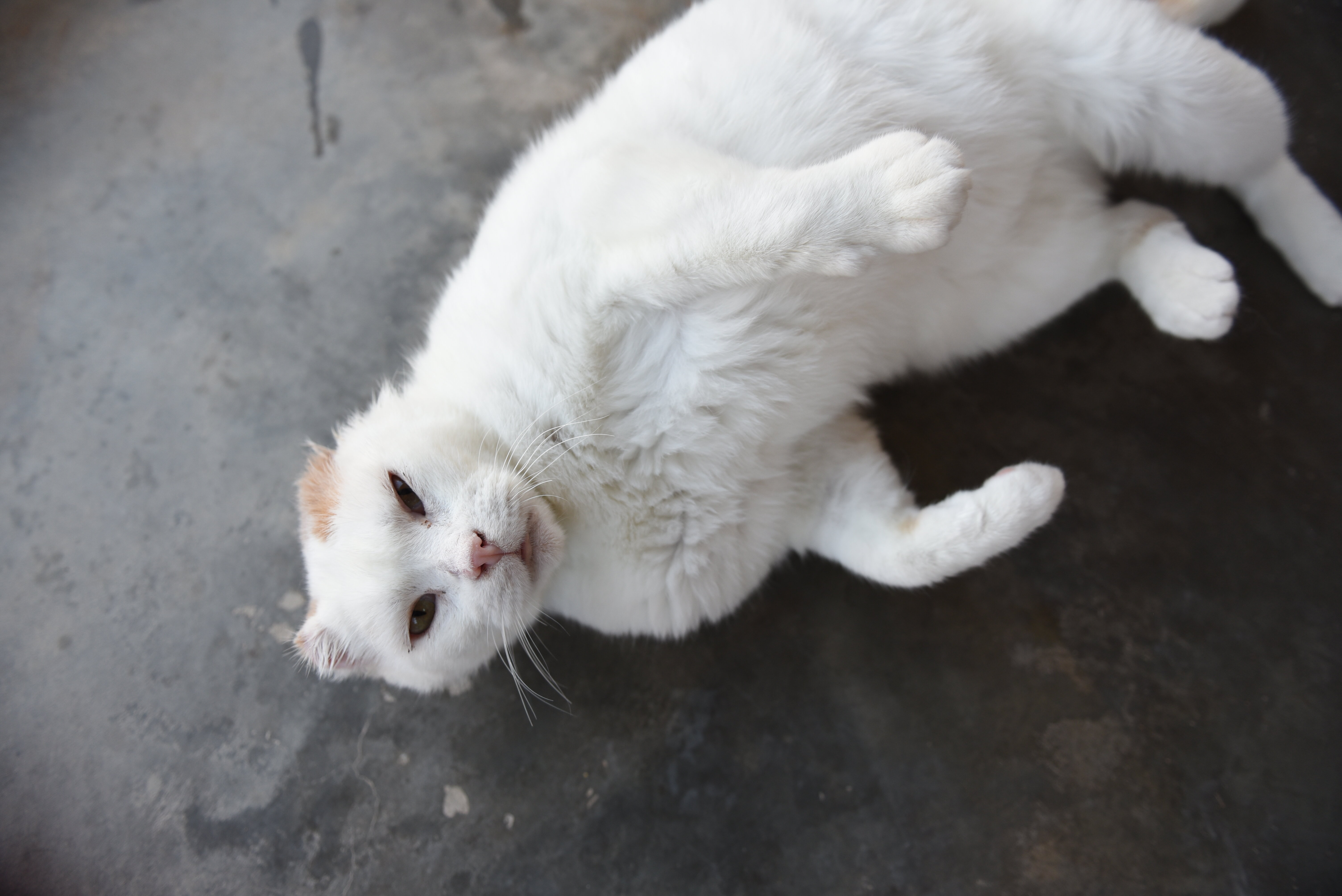 Senior Cat Missing Ears And Tail Finds Perfect Family To Adopt Him ...
