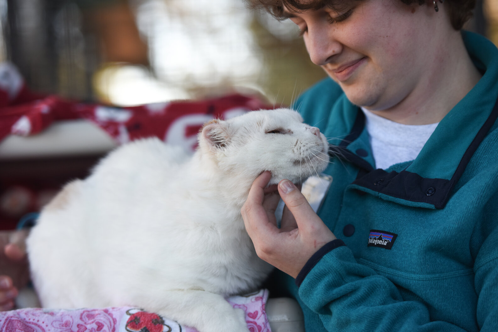 Senior Cat Missing Ears And Tail Finds Perfect Family To Adopt Him ...