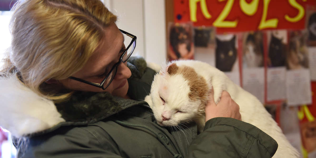 Senior Cat Missing Ears And Tail Finds Perfect Family To Adopt Him ...
