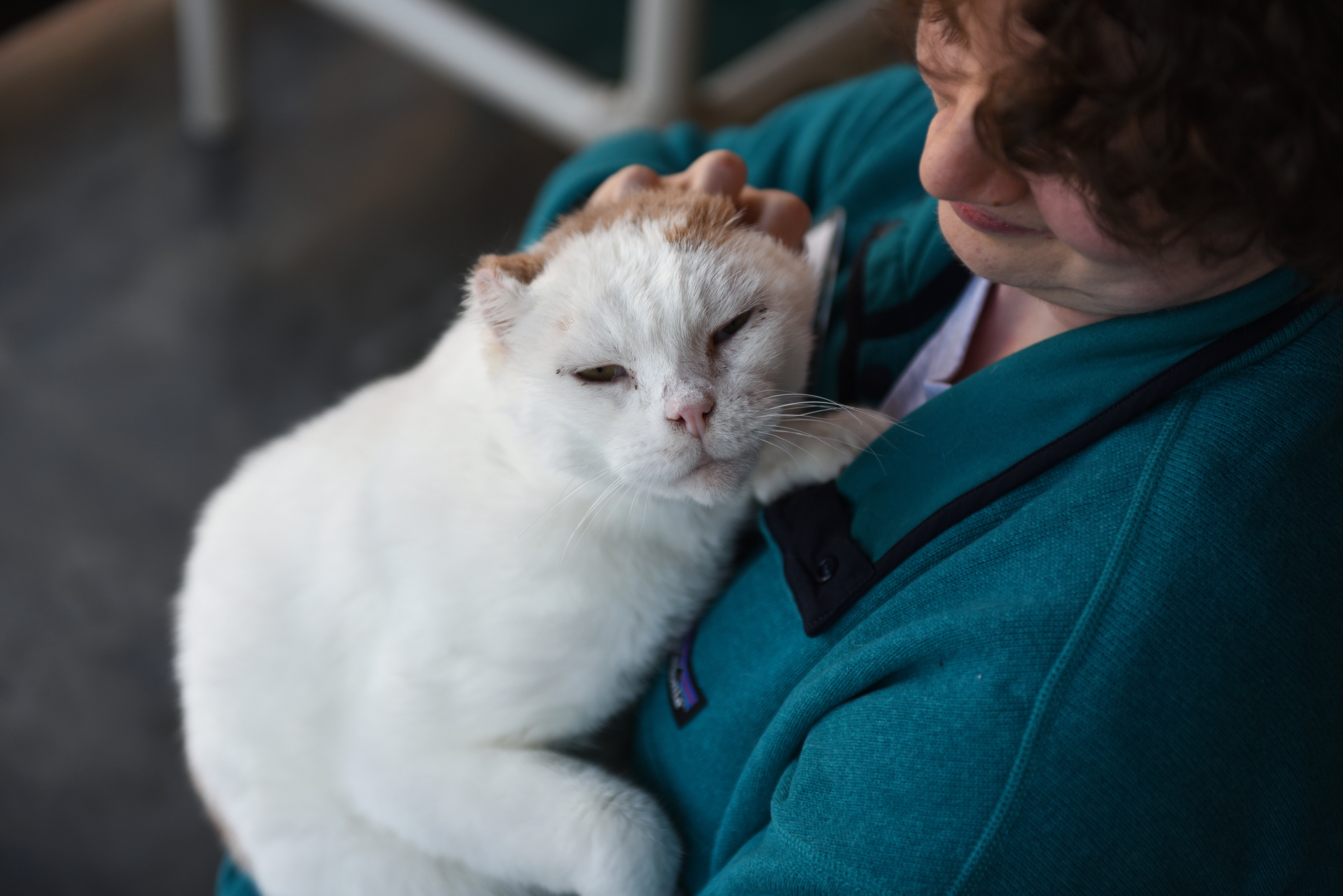 Senior Cat Missing Ears And Tail Finds Perfect Family To Adopt Him ...