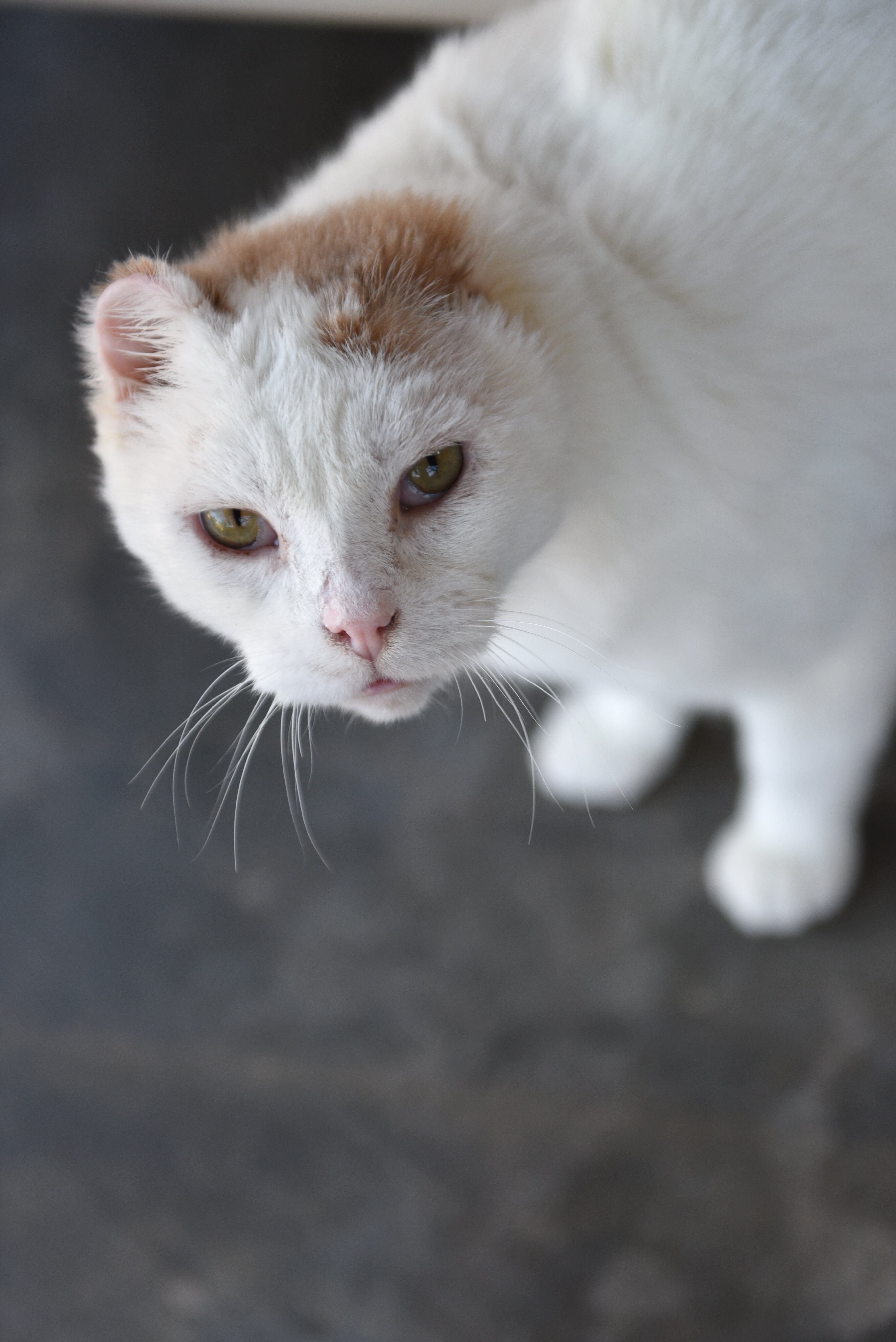 Senior Cat Missing Ears And Tail Finds Perfect Family To Adopt Him ...
