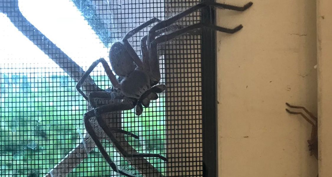 Terrifying Huntsman Spider Invades Family's Breakfast - Thrillist